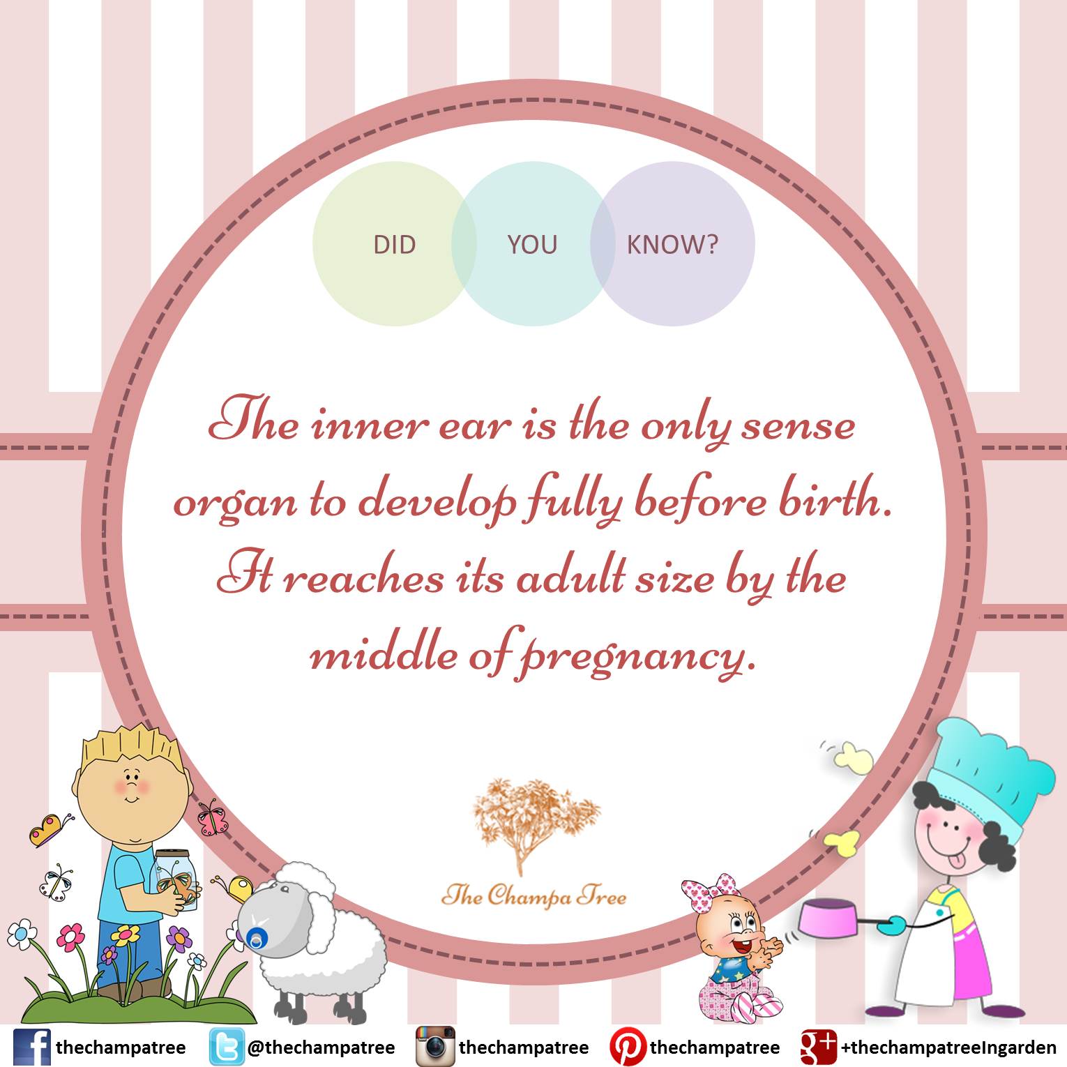 Baby's Ears - Did You Know Facts by The Champa Tree