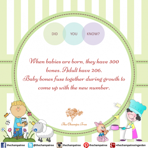 Bones of a Newborn - Did You Know Facts by The Champa Tree