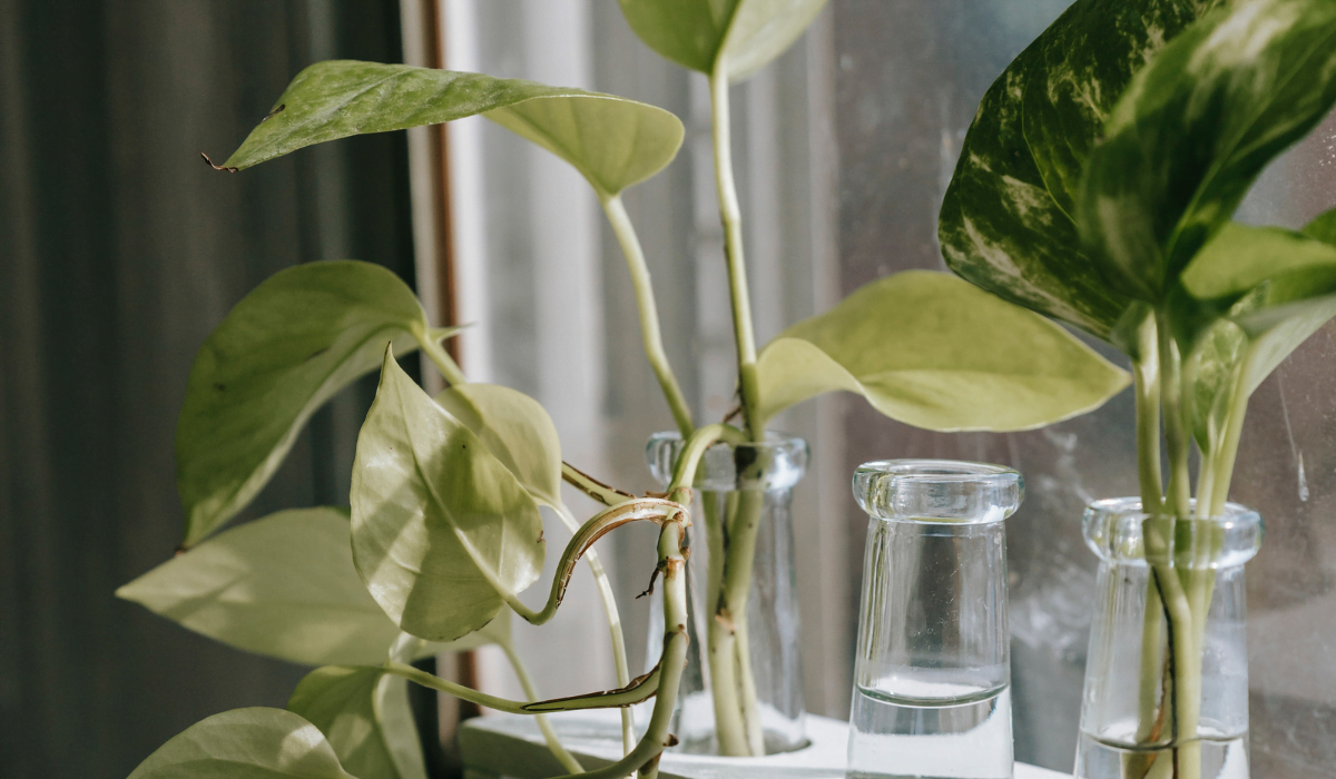 15 Best Glass Bottle Art Ideas and Decor Craft Ideas (TCT)