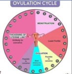 The Science Behind Ovulation and How to Track Your Ovulation Cycle?